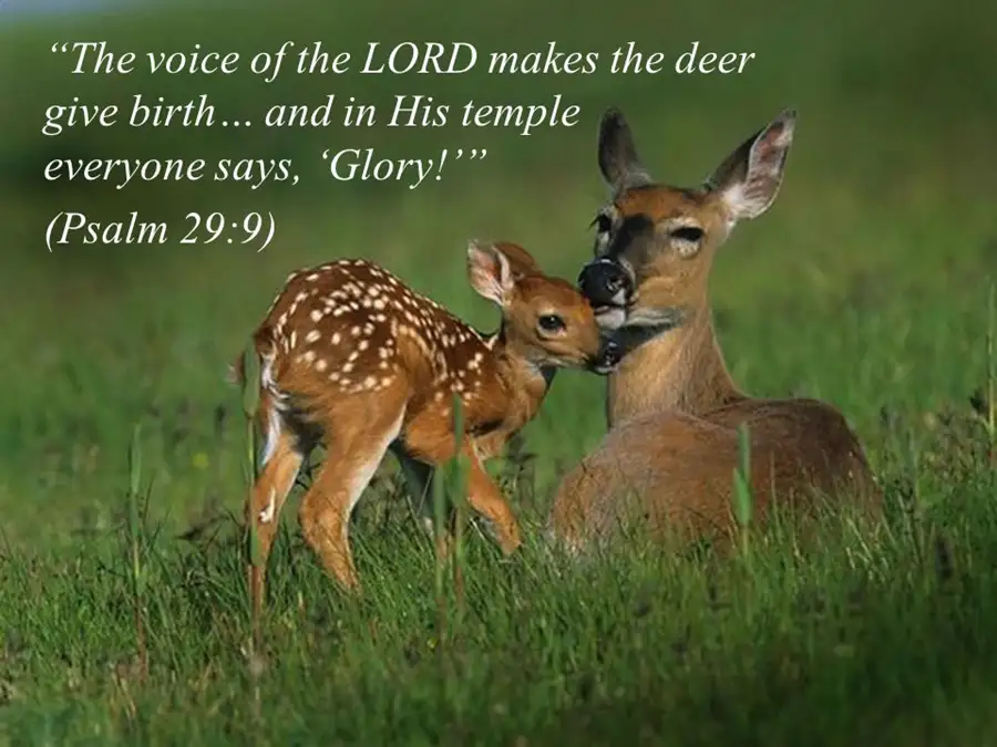 Illustration of the Temple - Light of the Word Ministry